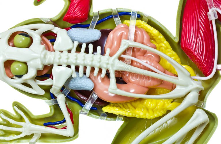 973 Intestine Model Stock Photos - Free & Royalty-Free Stock Photos ...