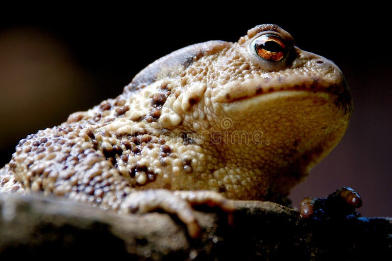 Frog European Toad (bufo Bufo) Stock Photo - Image of toad, isolated ...