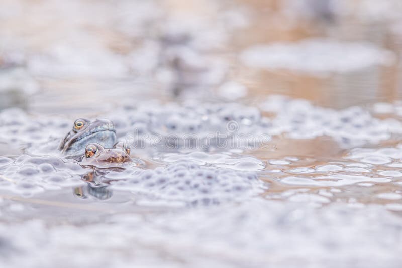 Frog,european Toad,rana Temporaria in Early Spring during Mating,bufo ...