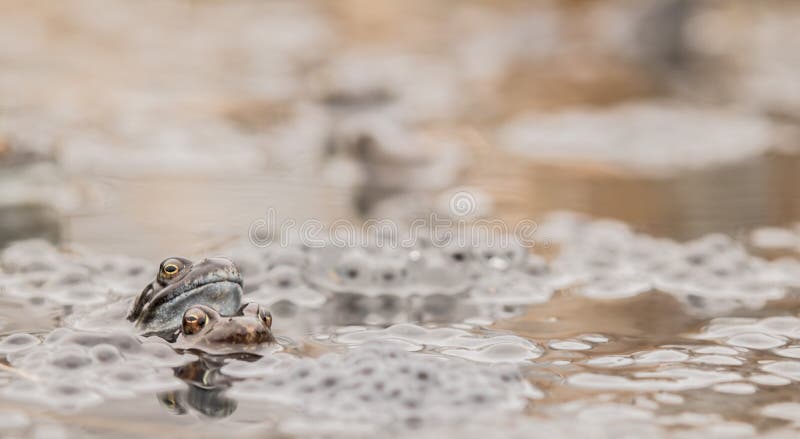 Frog,european Toad,rana Temporaria in Early Spring during Mating,bufo ...