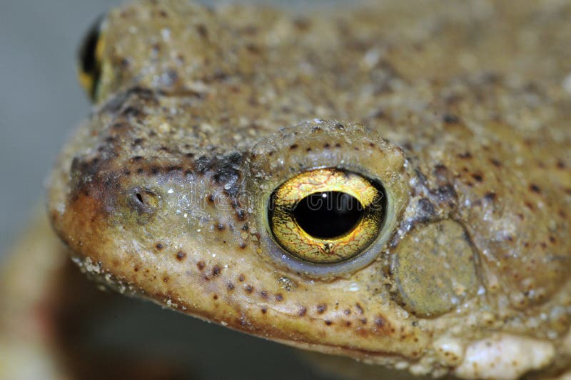 Frog eye stock image. Image of insects, looking, liquid - 14495303