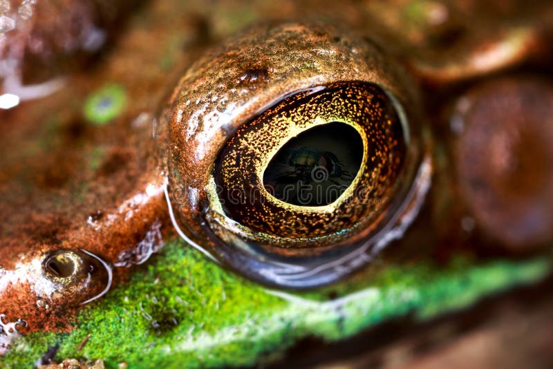 Frog Eye Macro stock image. Image of amphibian, animal - 31272685