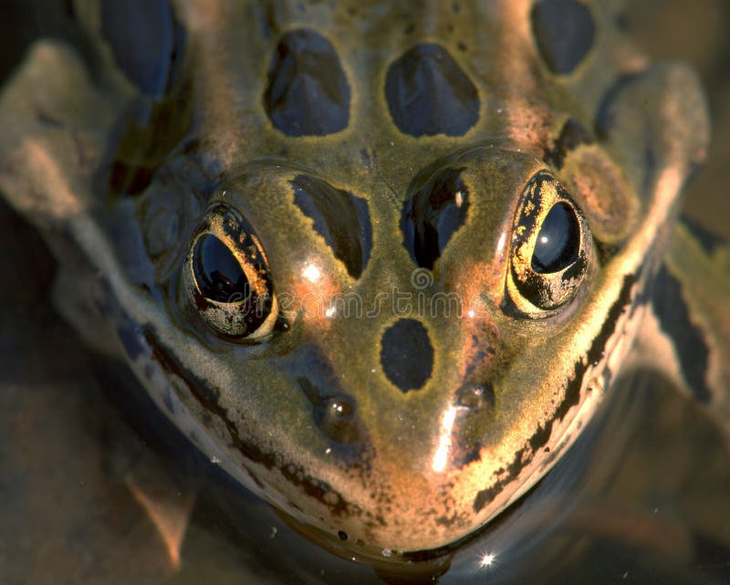 Frog Eyes stock image. Image of wildlife, nature, leopard - 639377
