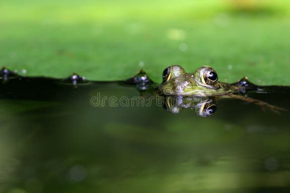 Frog Eyes stock photo. Image of eyeball, detail, marsh - 674996