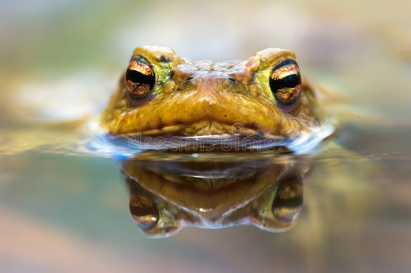 Frog Eyes (Bufo bufo) stock image. Image of slippery - 36588753