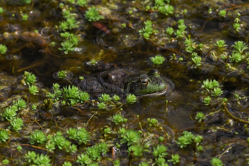 Frog with Eyes Peeking Above Water in a Swamp Stock Image - Image of ...
