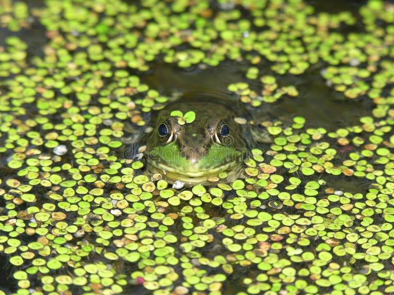 Frog Face Picture. Image: 1050086