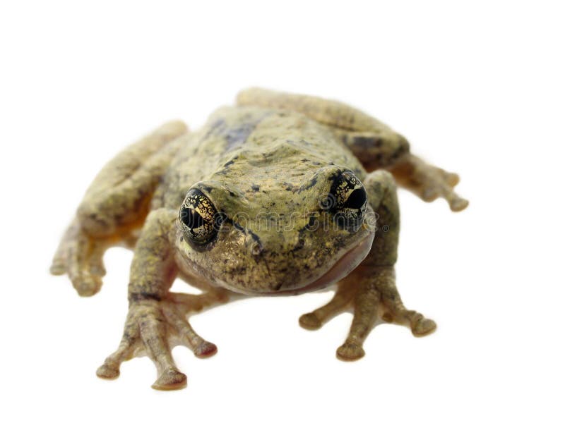 Frog face stock photo. Image of eyes, charming, cute, concept - 171760