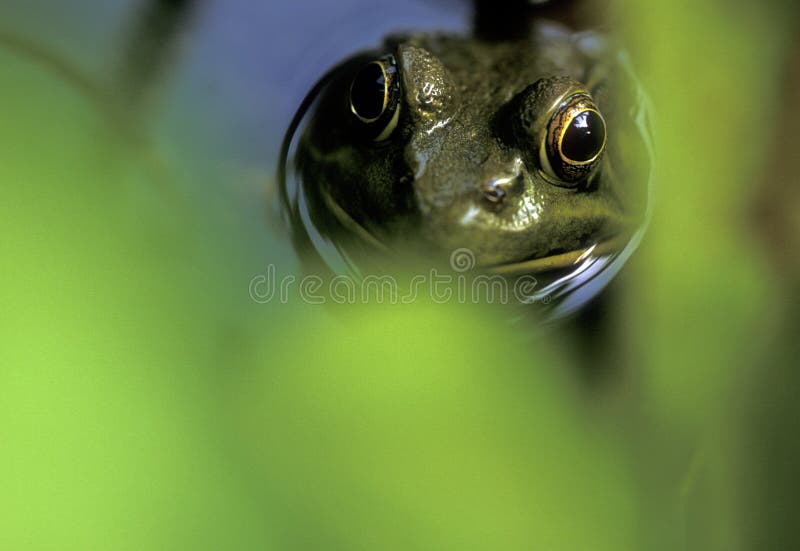 Frog face stock image. Image of vegitation, wildlife, frog - 74167
