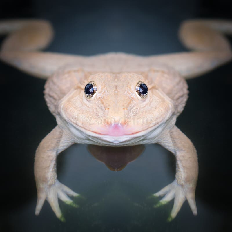 3,201 Ugly Frog Stock Photos - Free & Royalty-Free Stock Photos from ...