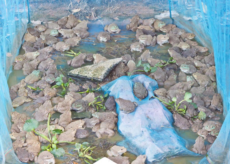 Frog farm stock photo. Image of country, copy, agriculturist - 23926956