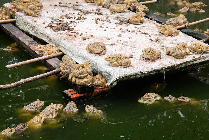 Frog farm stock image. Image of swiming, different, thailand - 31990647