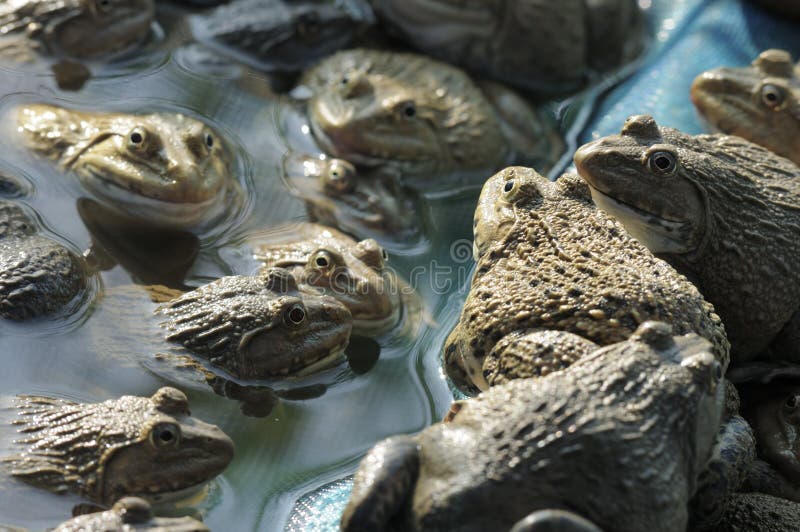 Frog Farming of Agriculturist in Thailand Stock Photo - Image of water ...