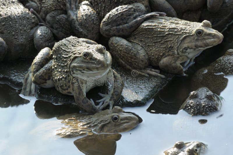379 Frog Farming Stock Photos - Free & Royalty-Free Stock Photos from ...