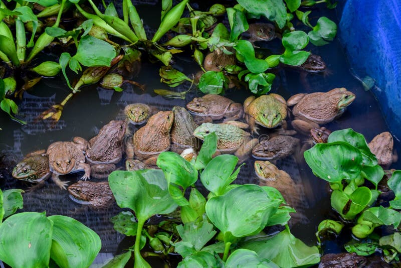 Frog farming stock image. Image of algae, agriculture - 24147713