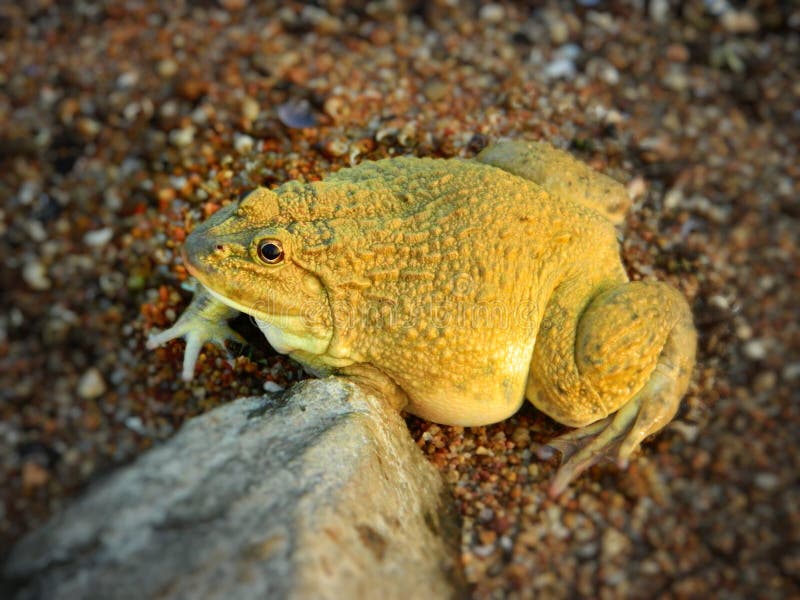 1,208 Fat Frog Photos - Free & Royalty-Free Stock Photos from Dreamstime