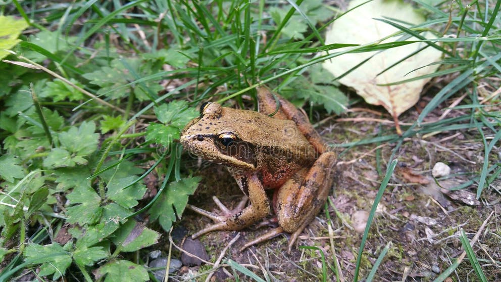 Frog stock image. Image of olympic, jump, frog, feeling - 60726571