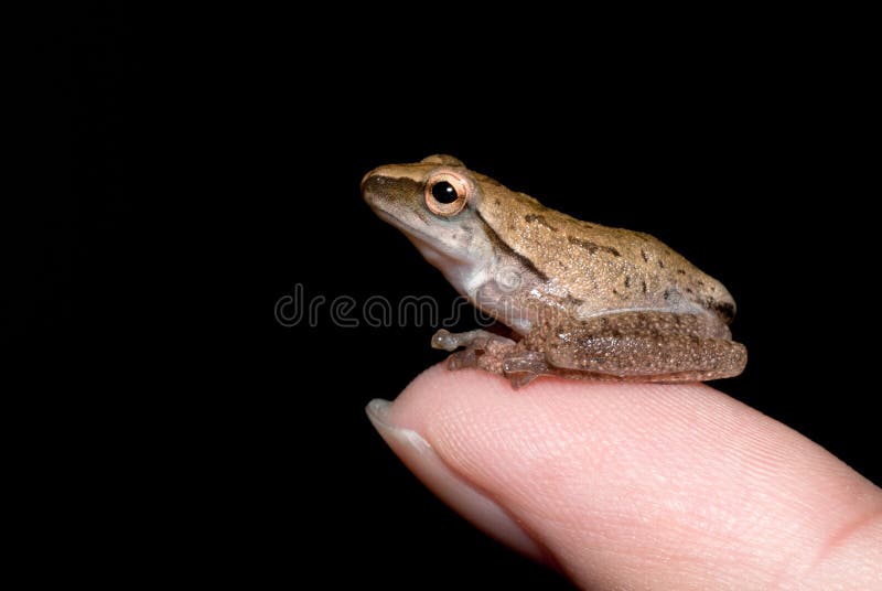 Tiny fallax frog on finger stock image. Image of wildlife - 1995013