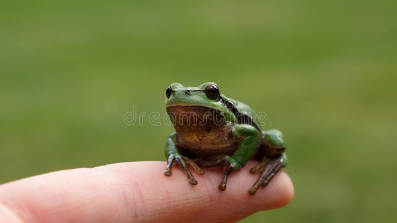 Frog on finger stock image. Image of little, animal, green - 30358557