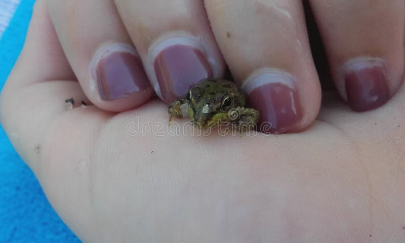 Frog between fingers stock photo. Image of nature, wildlife - 96865798