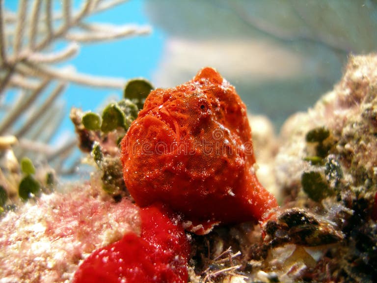 4,401 Angler Fish Color Stock Photos - Free & Royalty-Free Stock Photos ...