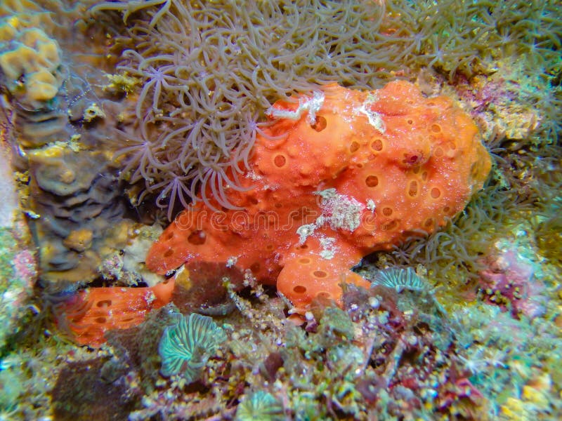 Frog fish stock image. Image of oceanlife, malapascua - 306098223