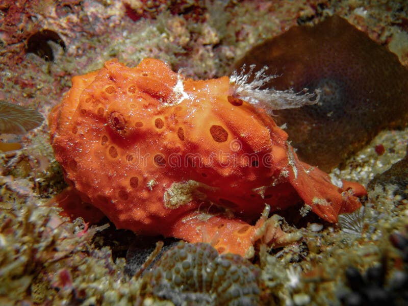 Frog fish stock photo. Image of philippine, oceanlife - 306098280