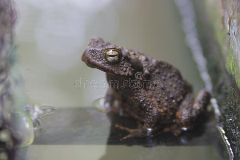 Frog in a fish pond stock photo. Image of moss, drainage - 242651414
