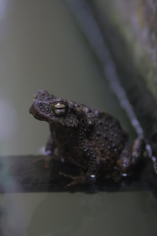 Frog in a fish pond stock photo. Image of drainage, pipe - 243032808