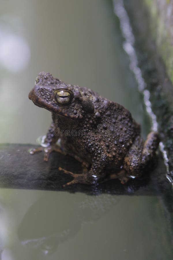 Frog in a fish pond stock image. Image of fauna, close - 243096517