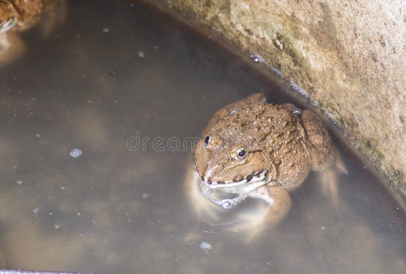Frog in fish pond stock photo. Image of amphibian, frogs - 119436370