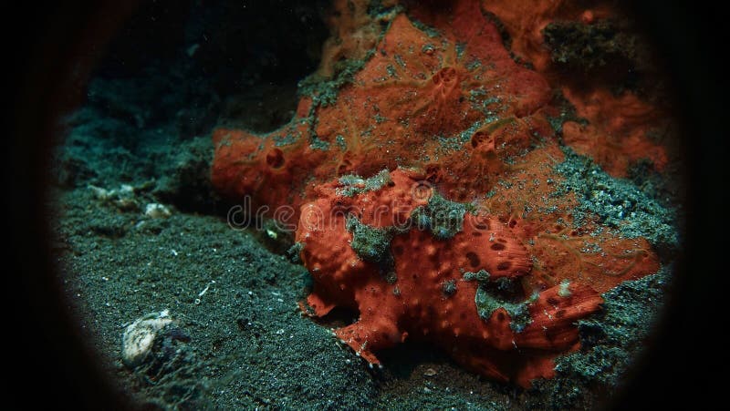 Frog fish by the rock stock photo. Image of marine, great - 179150976