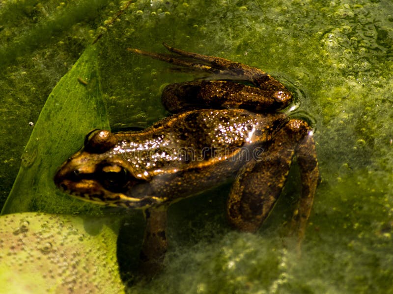 Frog stock image. Image of toad, wildlife, organism, reservoir - 95923477
