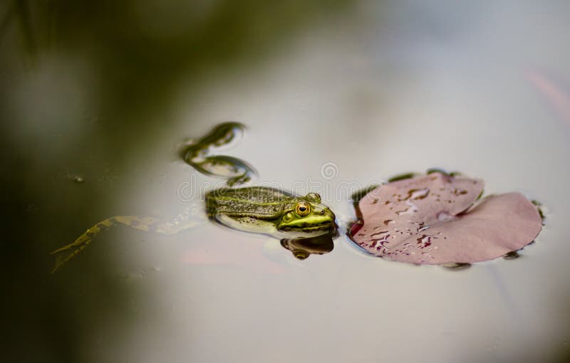 Frog floating on water stock image. Image of sitting - 14160467
