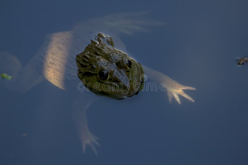 Frog Floating in Water Be Amphibian Stock Photo - Image of animal ...