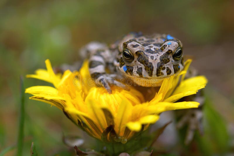 Frog on the flower stock image. Image of slimy, biology - 13502947