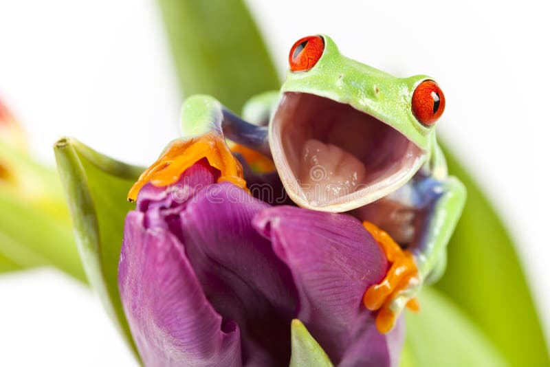 Frog on flower stock photo. Image of tints, eyes, view - 13764204