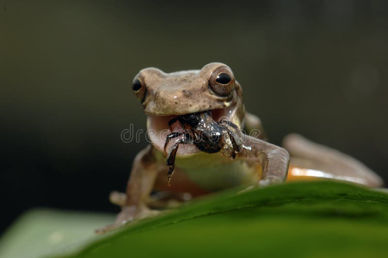 Frog with fly stock photo. Image of orange, peeking, prince - 16320100