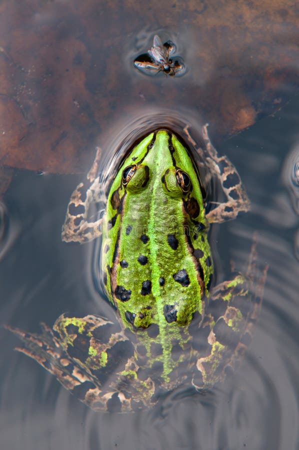 Frog and a fly stock image. Image of leap, look, animal - 32819693