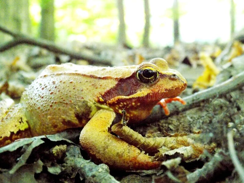 Frog in forest stock image. Image of ground, forest, leaf - 66456193