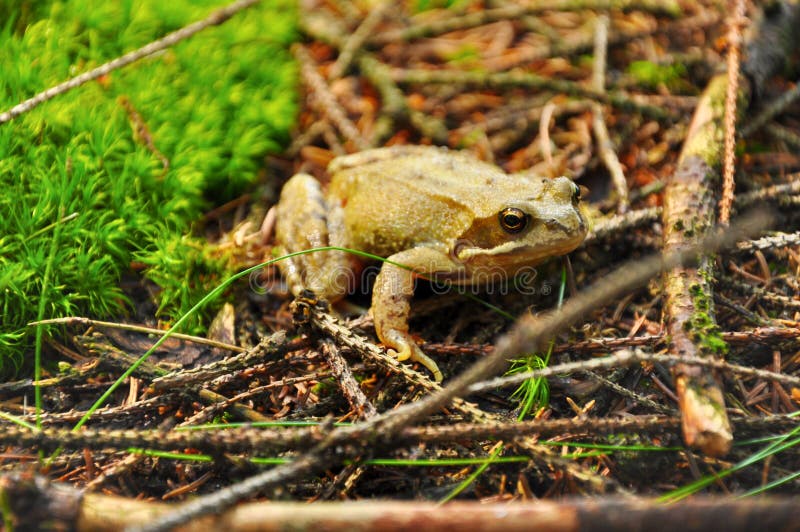 Frog in forest stock image. Image of background, macro - 44624799
