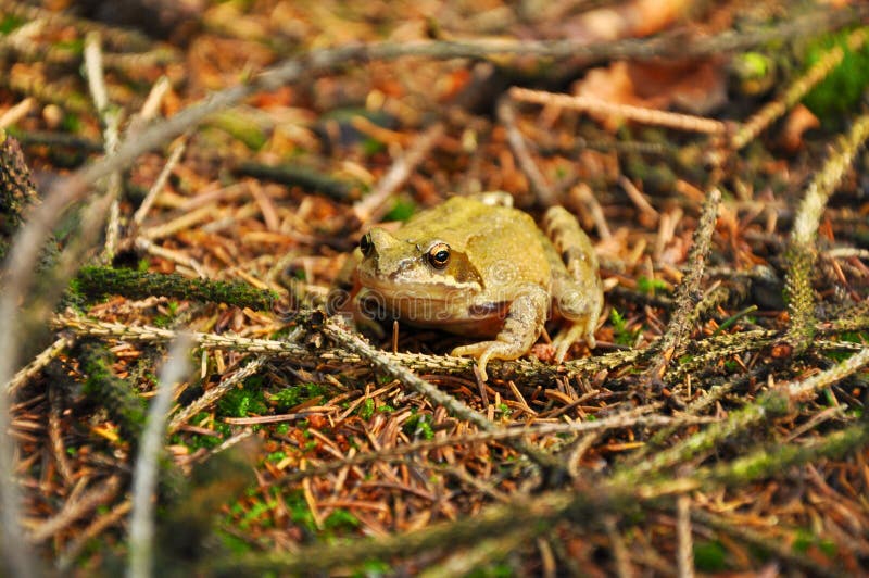 Frog in forest stock photo. Image of curious, endangered - 44625078