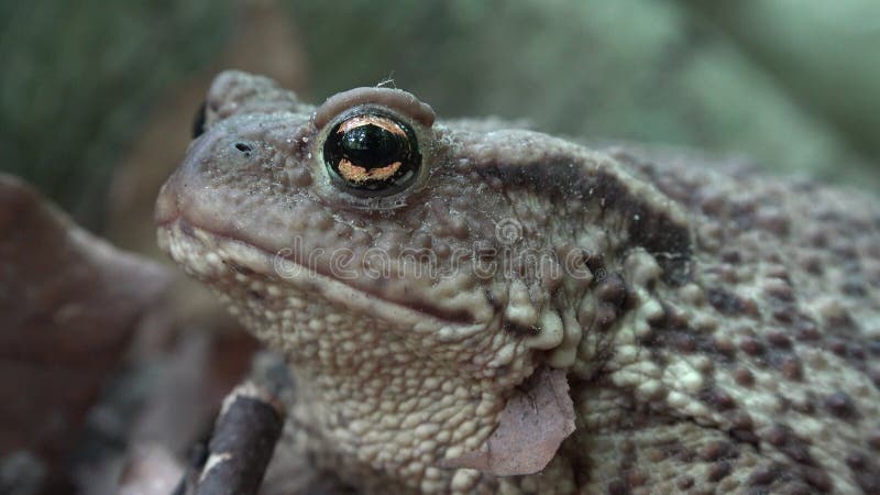 Frog in Forest Closeup, Toad Sunbathing in Leaves, Animals Face Macro ...