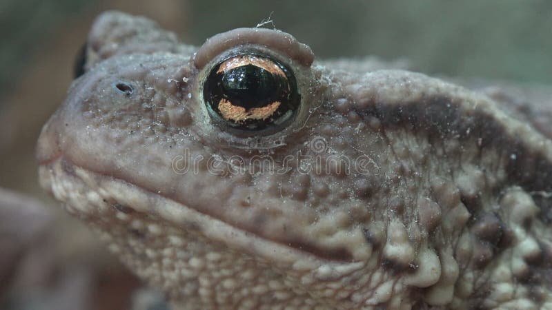 Frog in Forest Closeup, Toad Sunbathing in Leaves, Animals Macro View ...