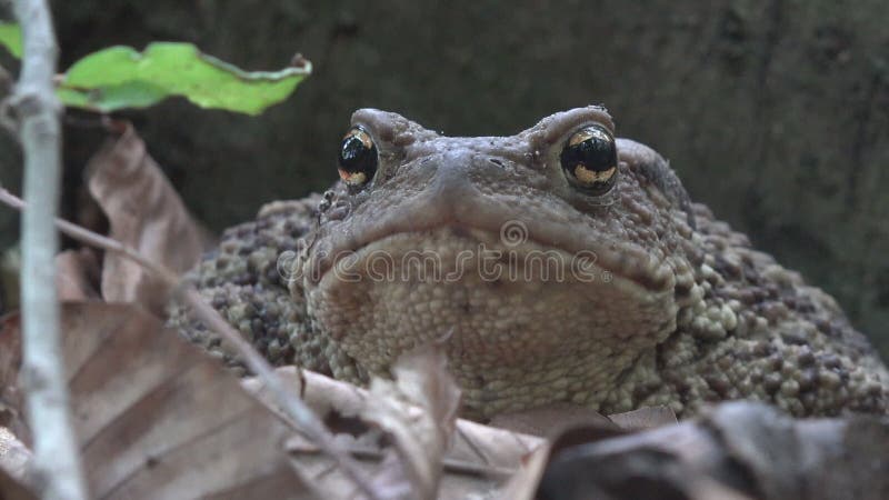 Frog in Forest Closeup, Toad Sunbathing in Leaves, Animals Macro View ...