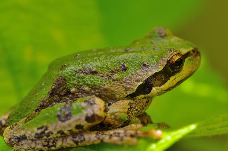 Frog in the forest stock photo. Image of green, sitting - 104710846