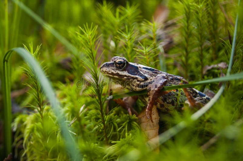 Frog in the Forest. Princess Frog Stock Photo - Image of close, fauna ...