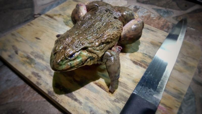 Frog fresh stock image. Image of market, green, wooden - 103123983