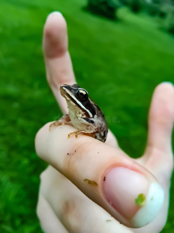 Frog stock photo. Image of summer, green, friendship - 121582900