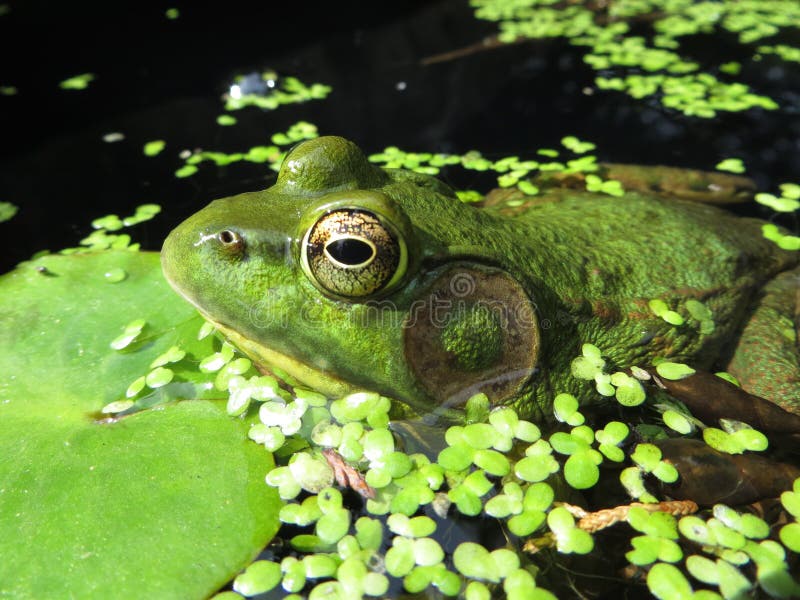 Frog stock image. Image of frog, pond, ears, eyes, amphibian - 124298877